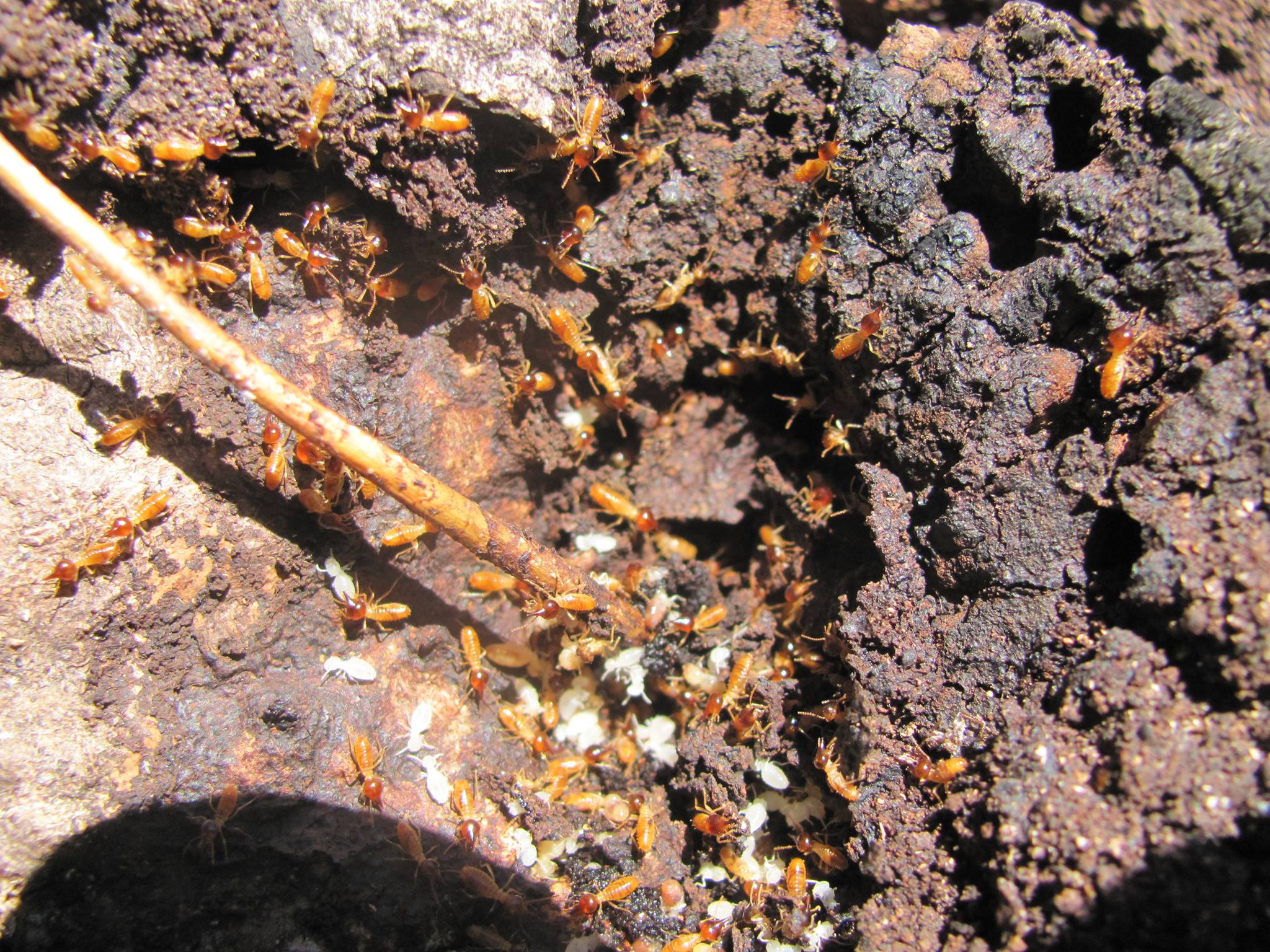 Gallery - Nature Fresh Termite Management